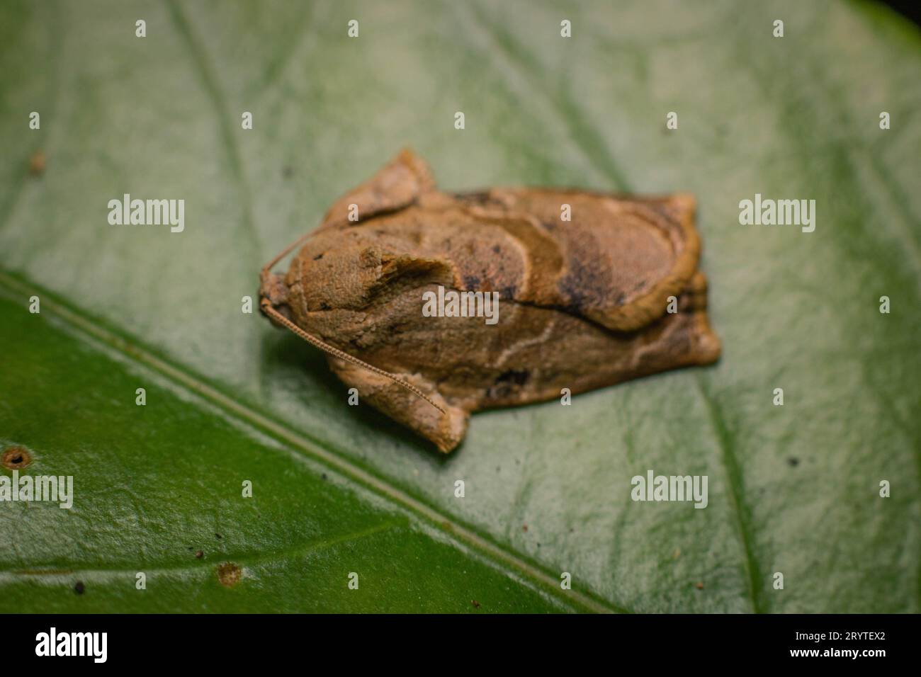 Homona coffearia hi-res stock photography and images - Alamy