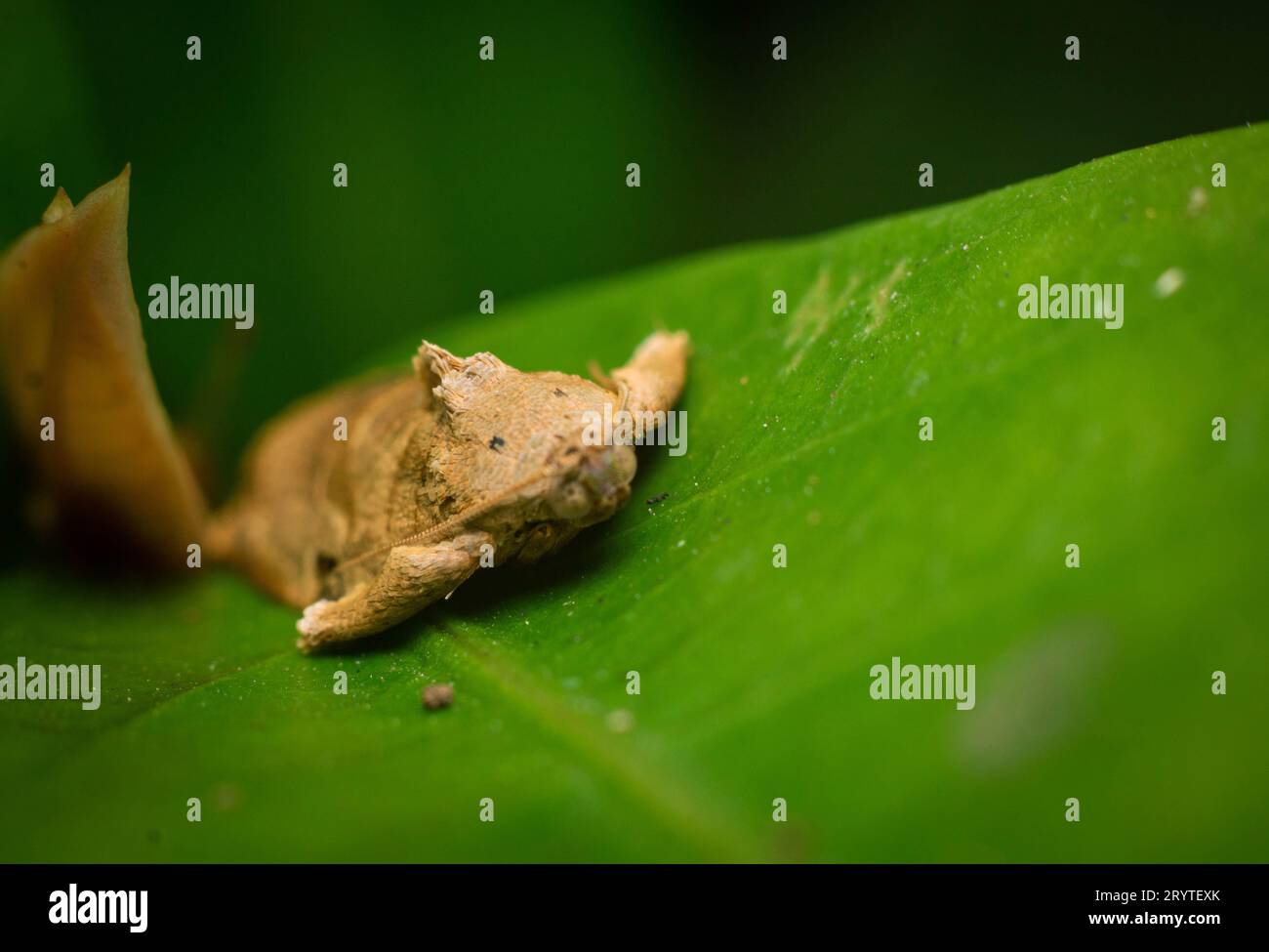 Homona coffearia hi-res stock photography and images - Alamy