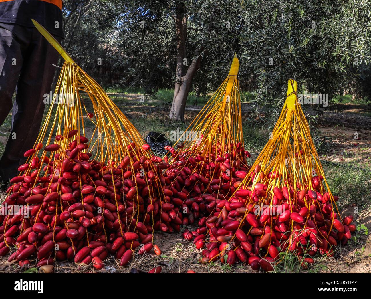 Gaza, Palestine. 27th Sep, 2023. Red dates picked from palm trees are ...