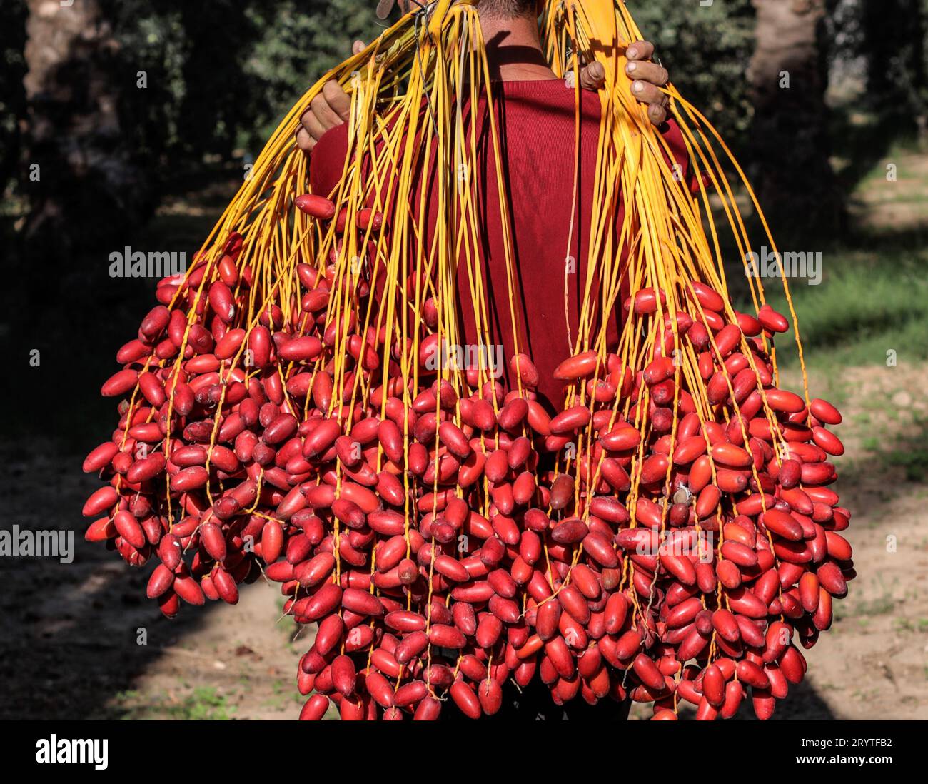 Gaza, Palestine. 27th Sep, 2023. Red dates picked from palm trees are ...