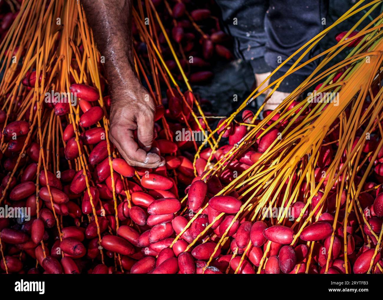 Gaza, Palestine. 27th Sep, 2023. Red dates picked from palm trees are ...