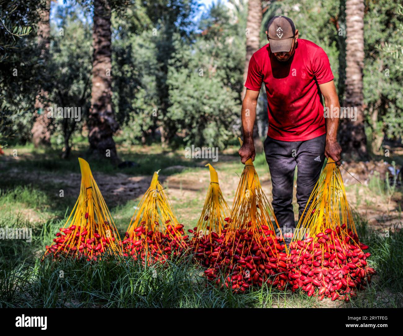 Gaza, Palestine. 27th Sep, 2023. A Palestinian farmer with red dates ...
