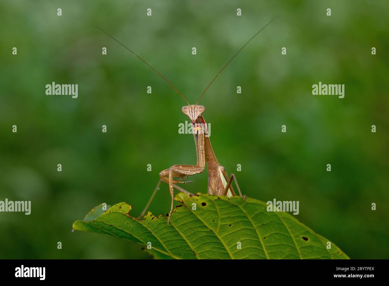 Mantis on wild plant leaves Stock Photo - Alamy