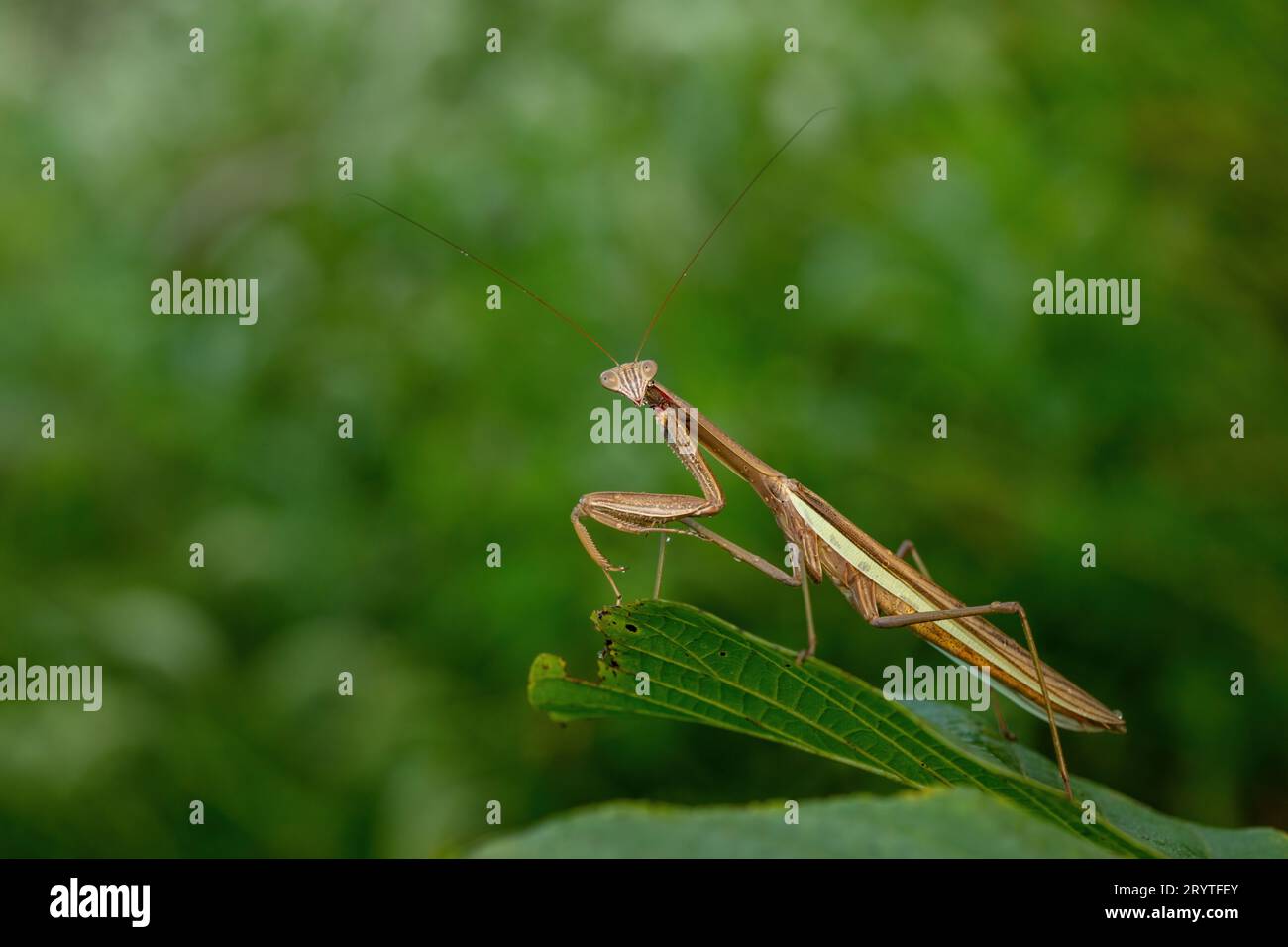 Mantis on wild plant leaves Stock Photo - Alamy