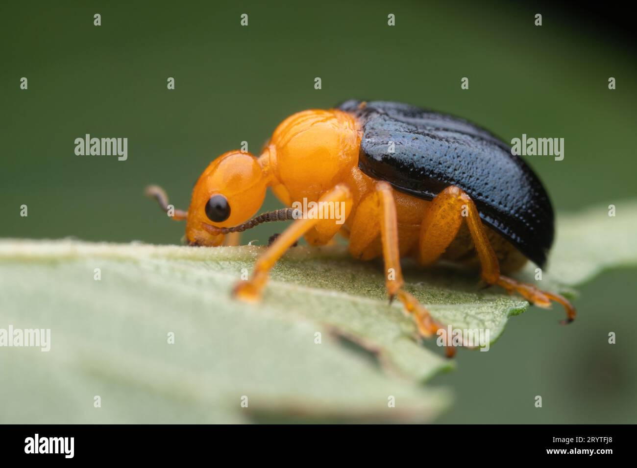 Beautiful weevil hi-res stock photography and images - Alamy