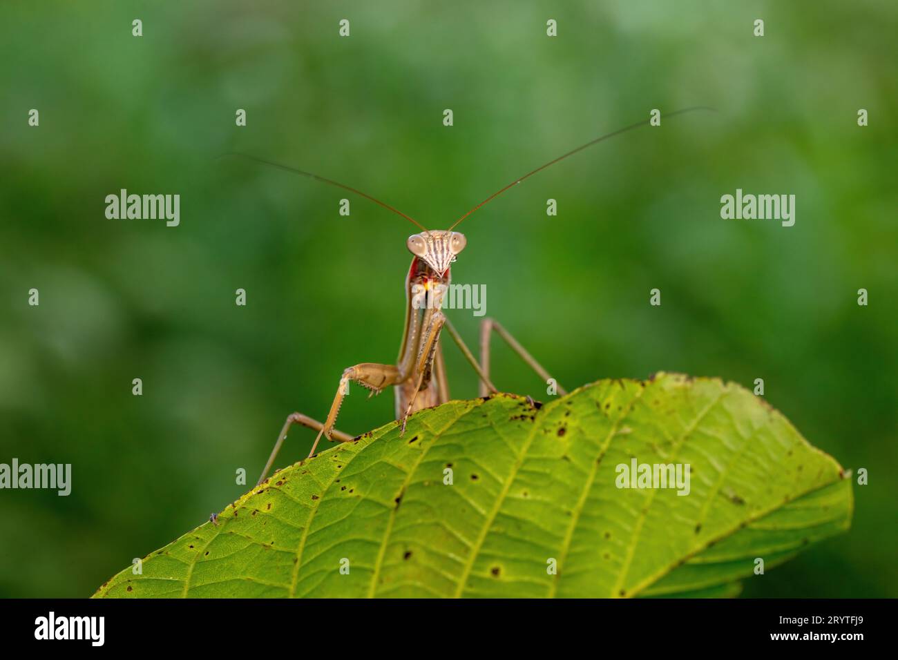 Mantis on wild plant leaves Stock Photo - Alamy