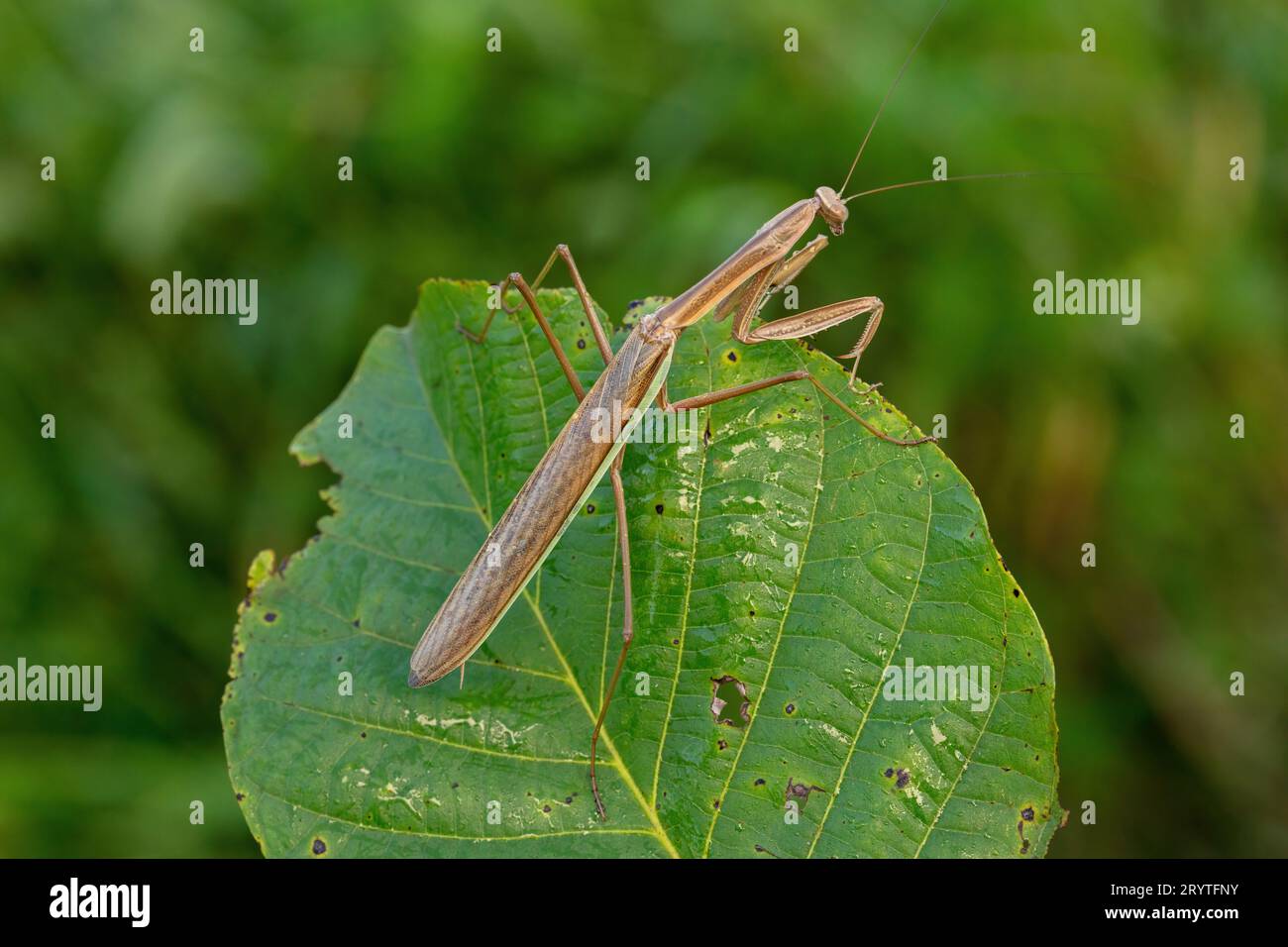 Mantis on wild plant leaves Stock Photo - Alamy