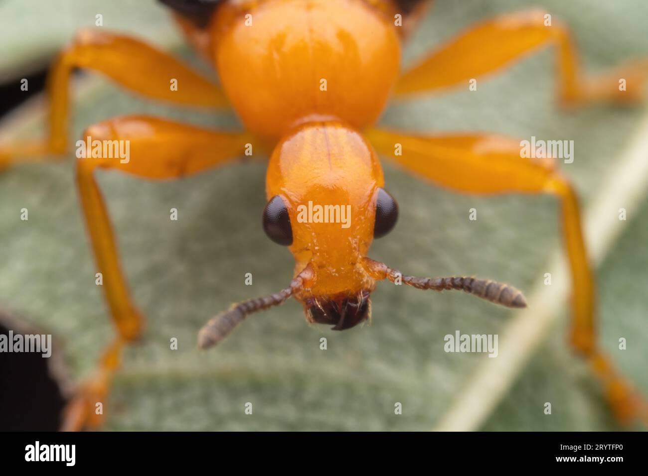 Beautiful weevil on Wild Plants Stock Photo - Alamy
