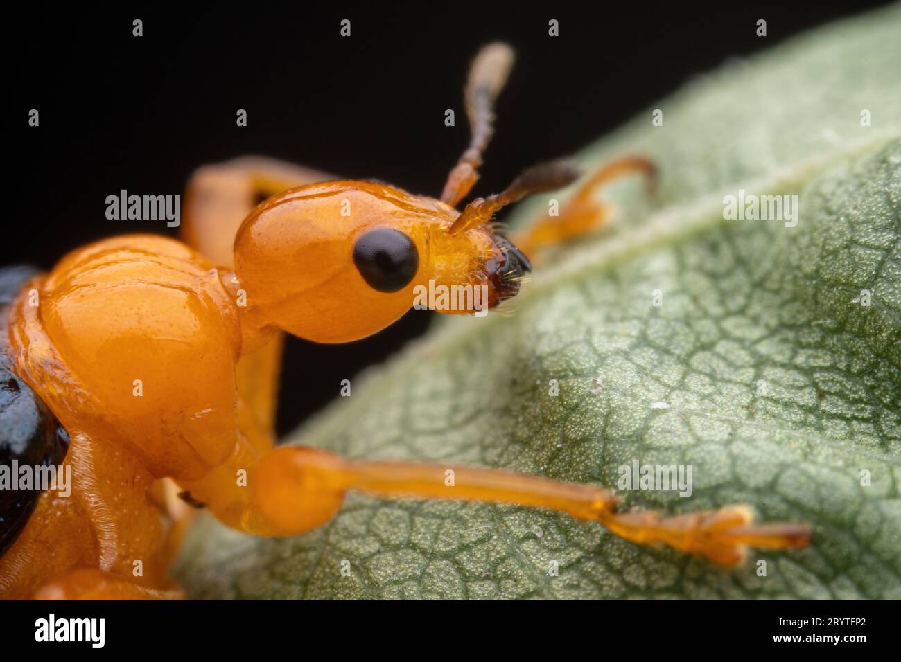 Beautiful weevil on Wild Plants Stock Photo - Alamy