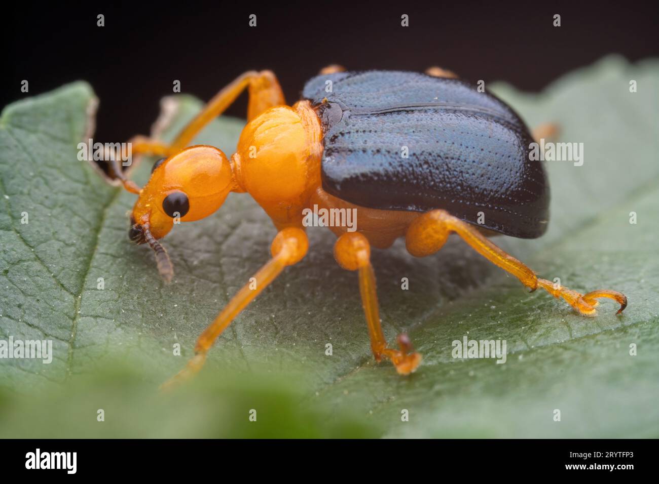 Beautiful weevil on Wild Plants Stock Photo - Alamy