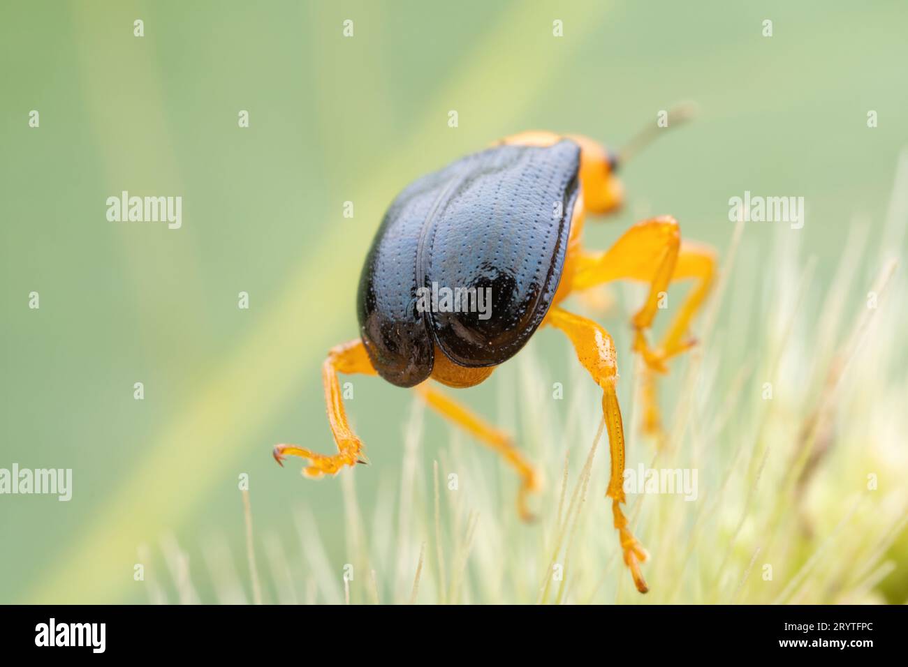 Beautiful weevil on Wild Plants Stock Photo - Alamy