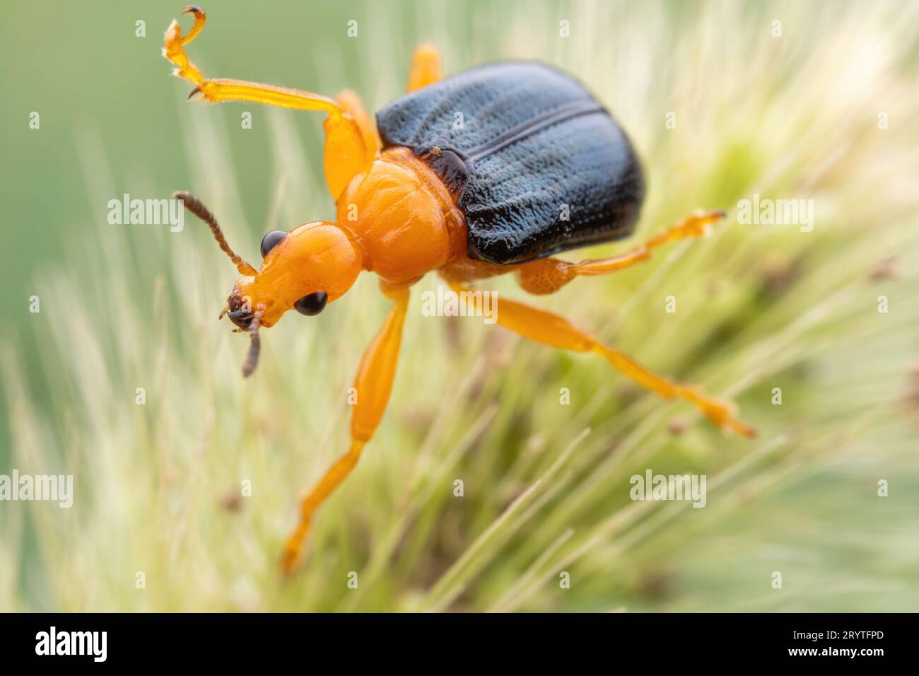Beautiful weevil hi-res stock photography and images - Alamy