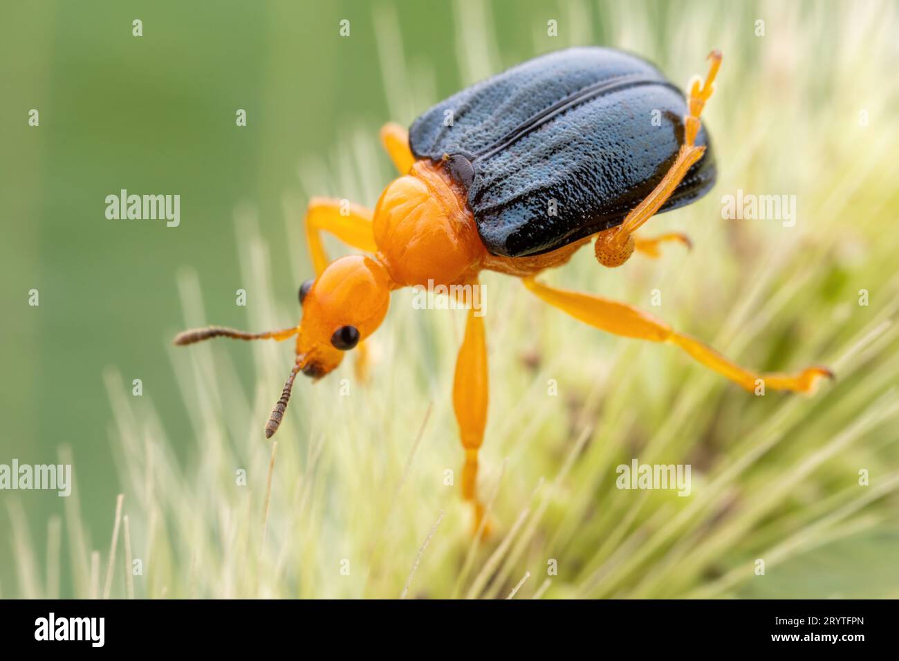 Beautiful weevil on Wild Plants Stock Photo - Alamy