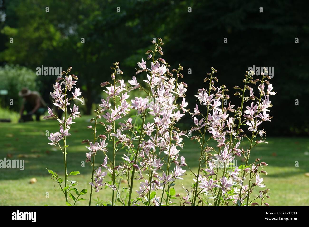 Dictamnus hi-res stock photography and images - Alamy