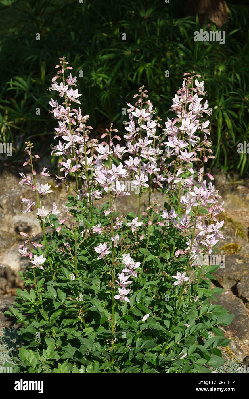 Dictamnus albus burning bush flowers hi-res stock photography and ...