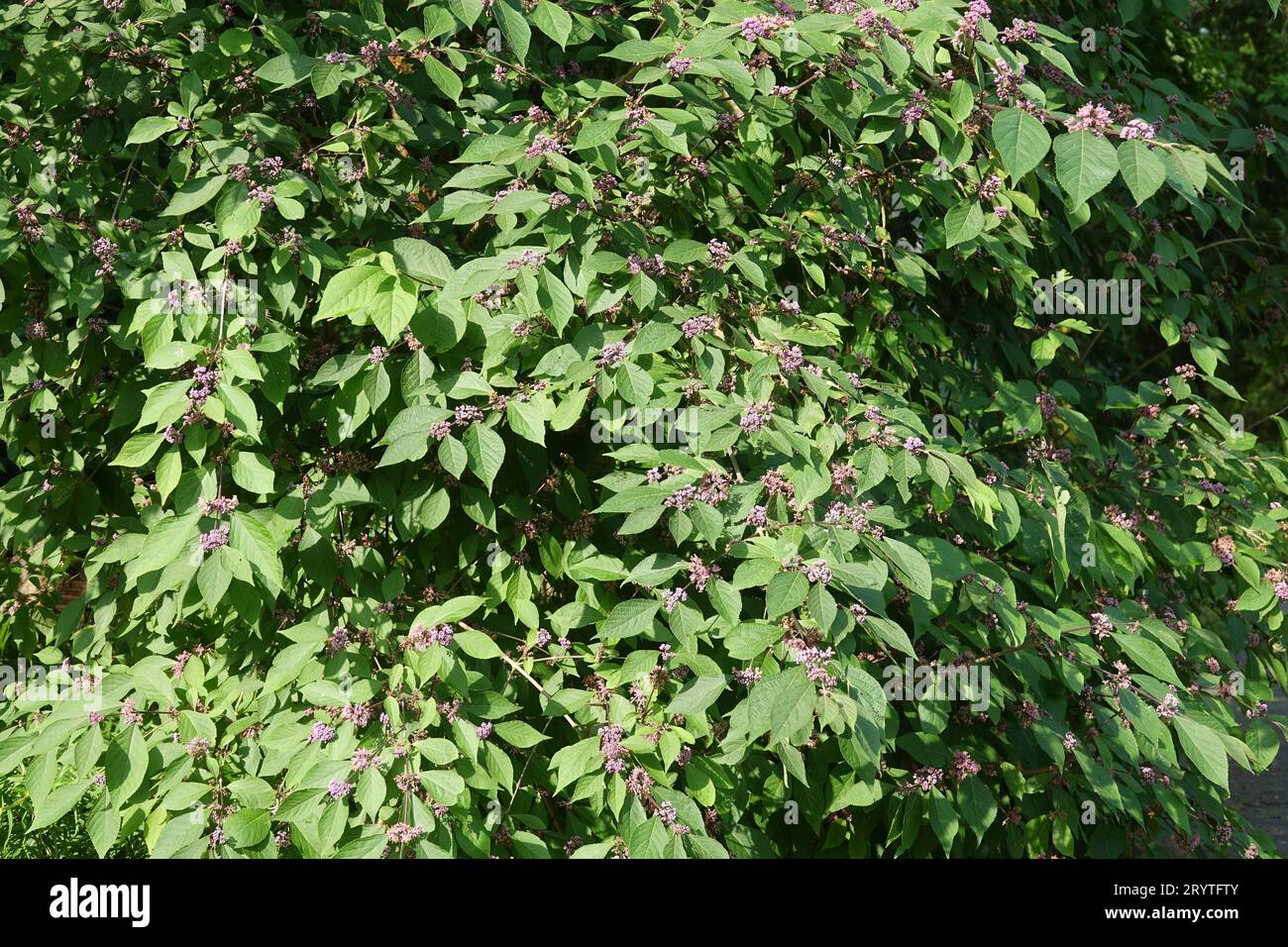 Callicarpa bodinieri, Beautyberry Stock Photo - Alamy
