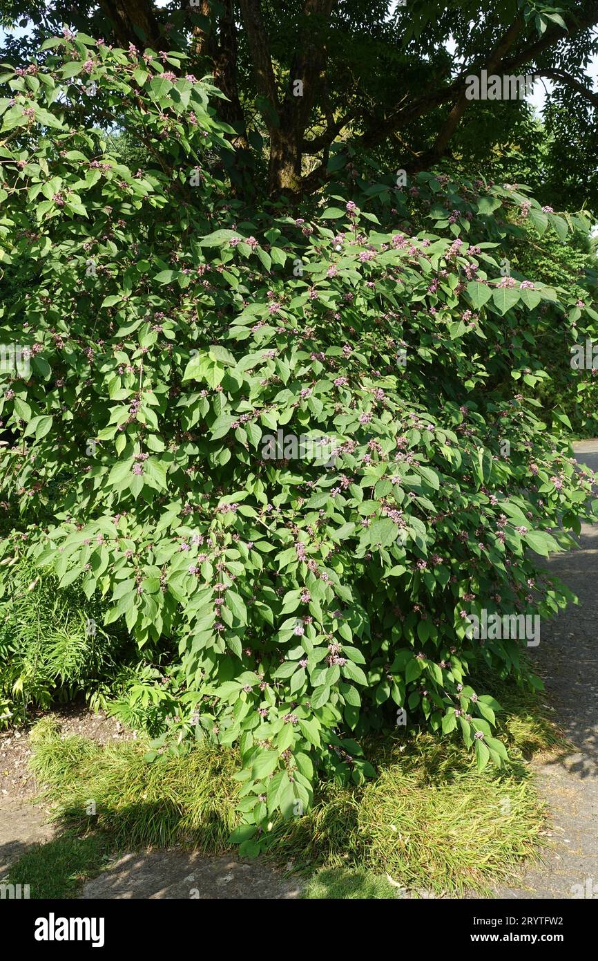 Callicarpa bodinieri, Beautyberry Stock Photo - Alamy