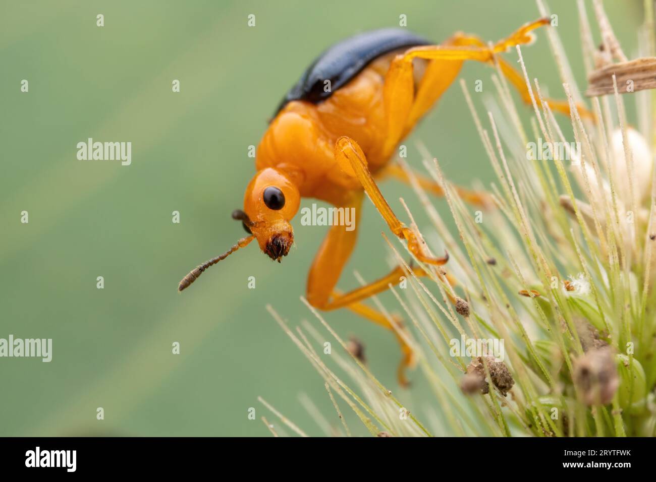 Beautiful weevil on Wild Plants Stock Photo - Alamy