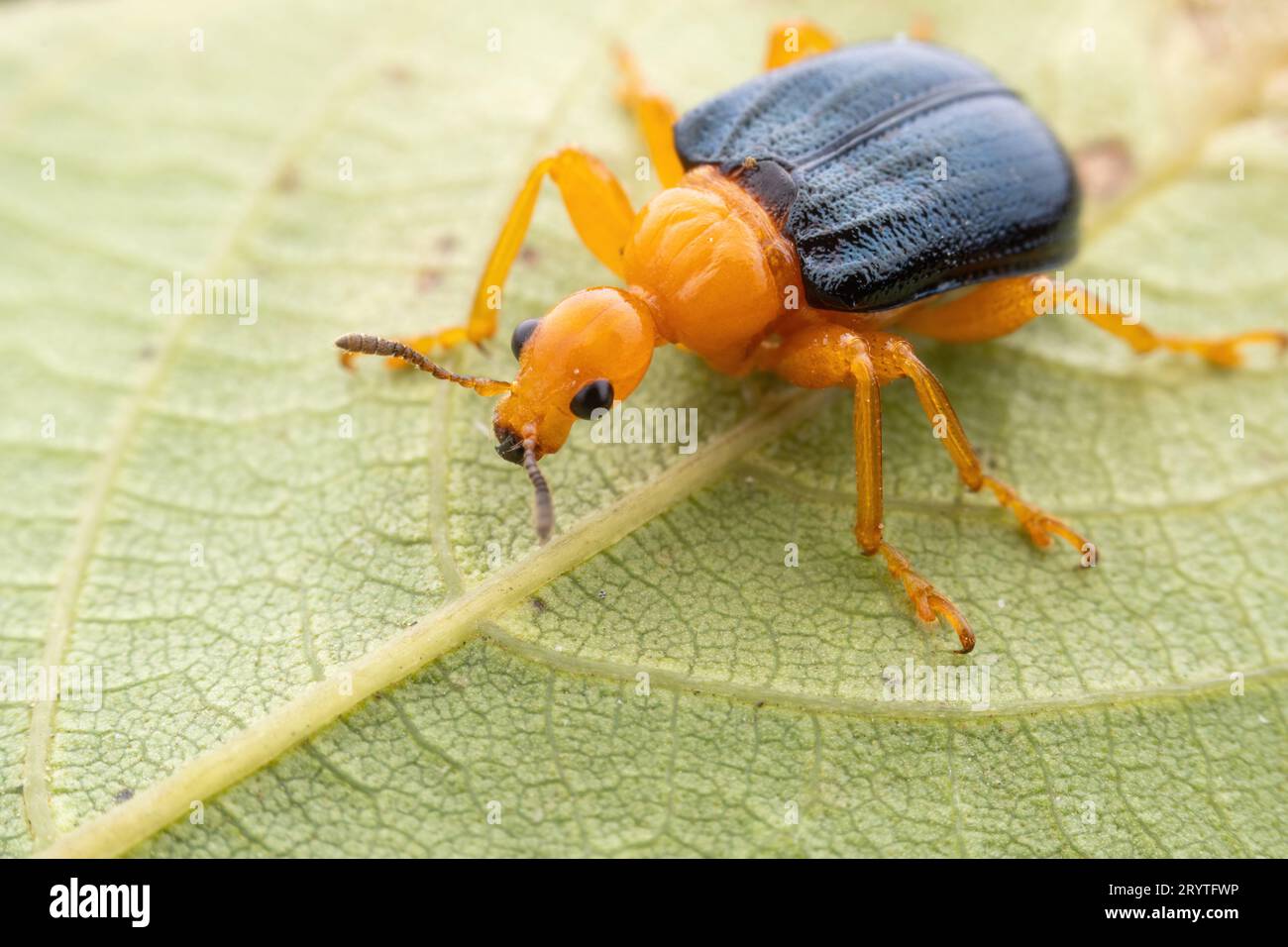Beautiful weevil on Wild Plants Stock Photo - Alamy