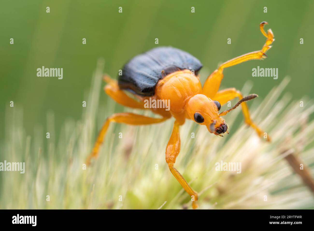 Beautiful weevil hi-res stock photography and images - Alamy