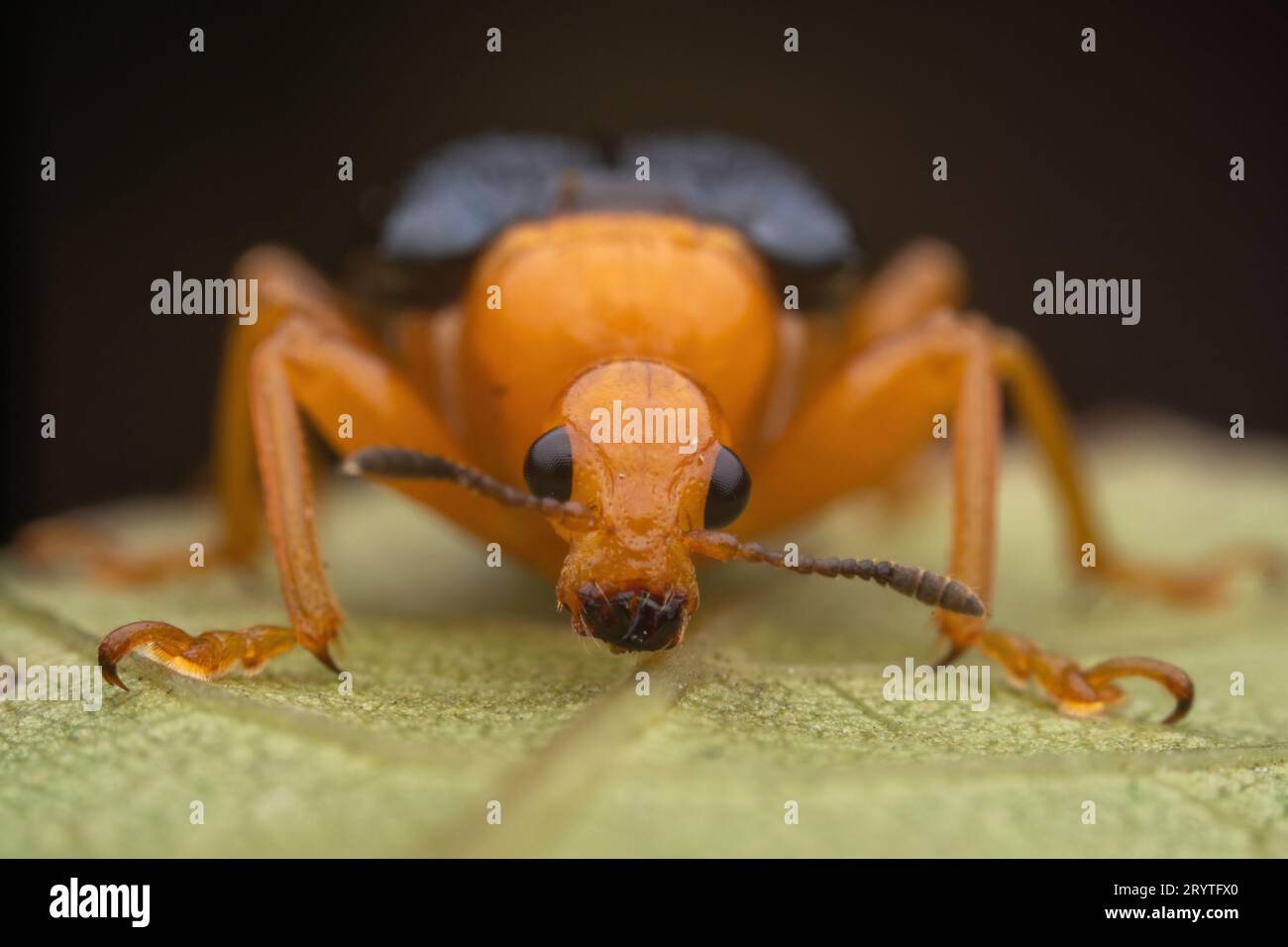 Beautiful weevil hi-res stock photography and images - Alamy