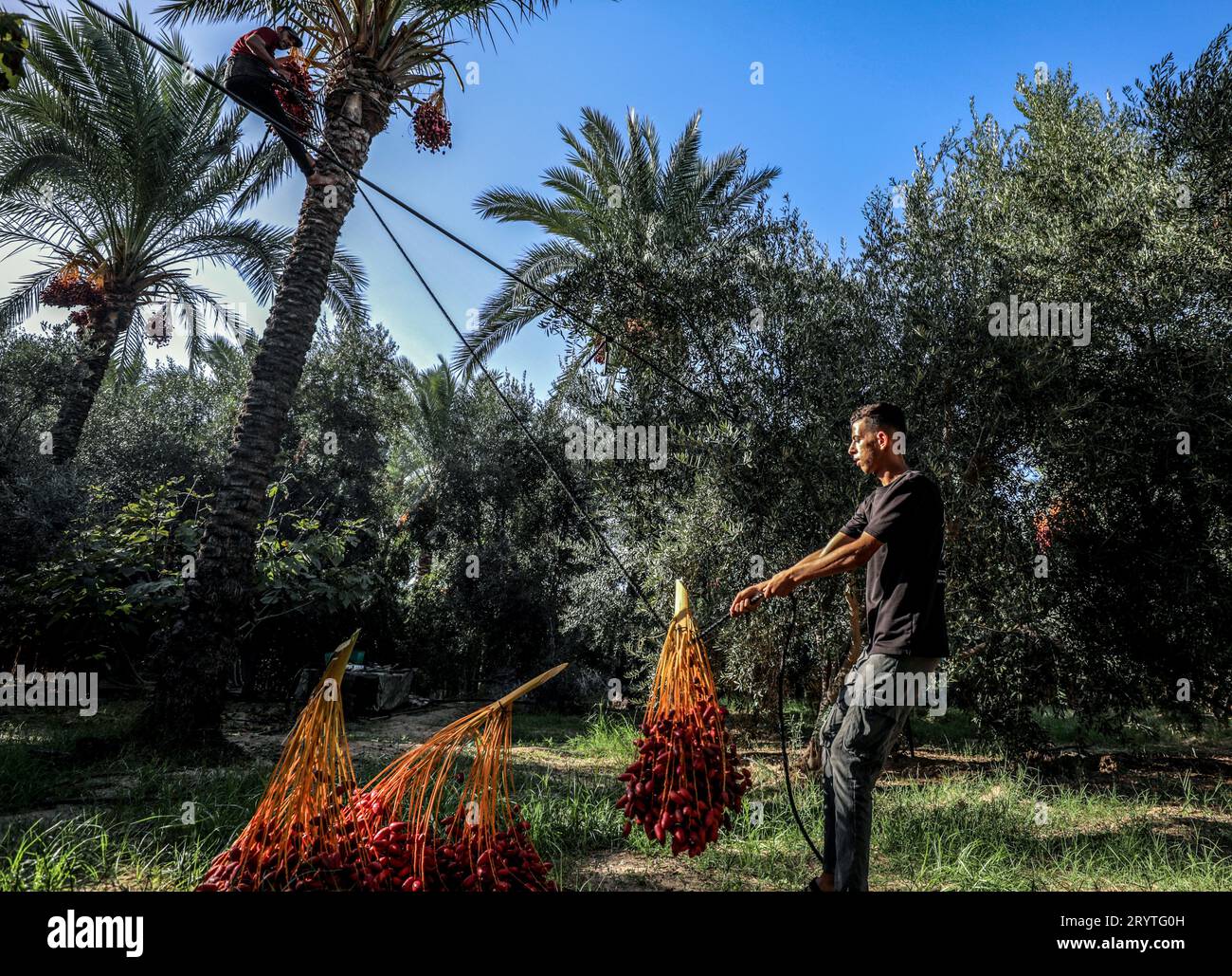 Gaza, Palestine. 27th Sep, 2023. Palestinian farmers pick red dates ...