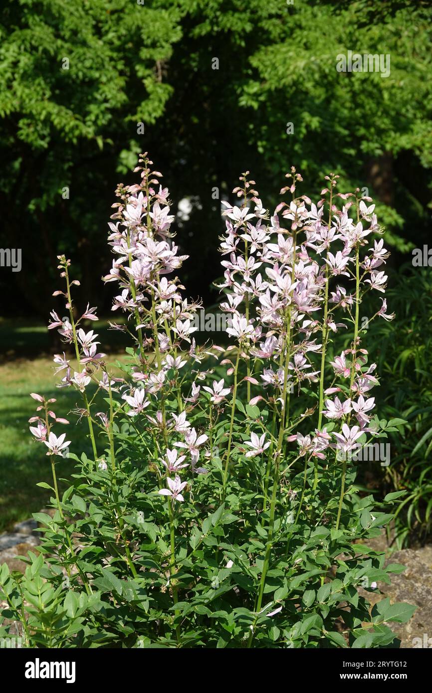 Dictamnus albus dittany gas plant hi-res stock photography and images ...