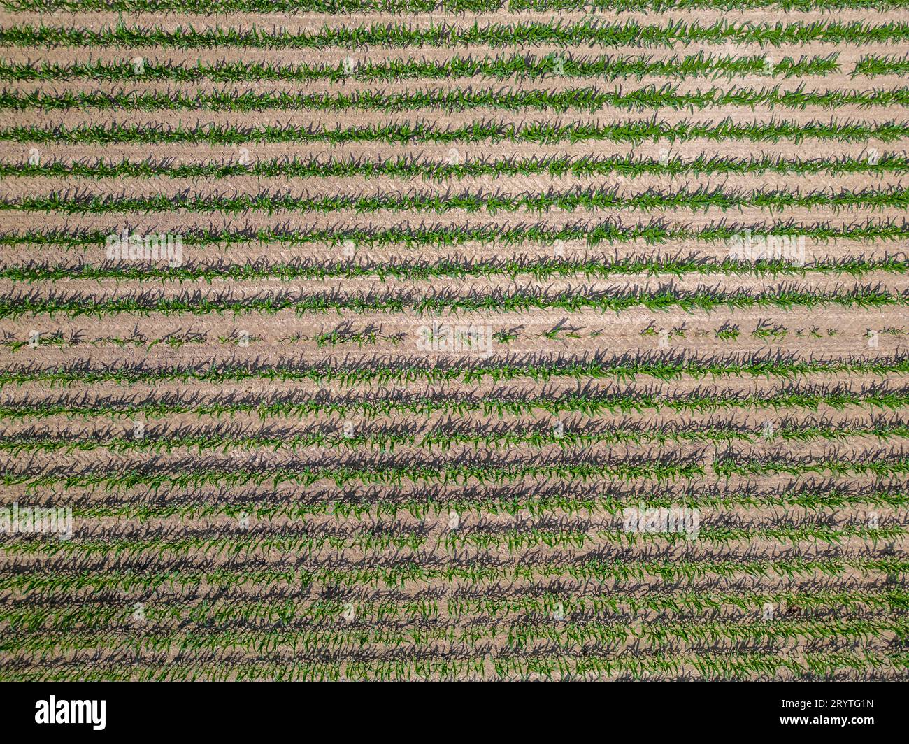 Corn field texture hi-res stock photography and images - Alamy