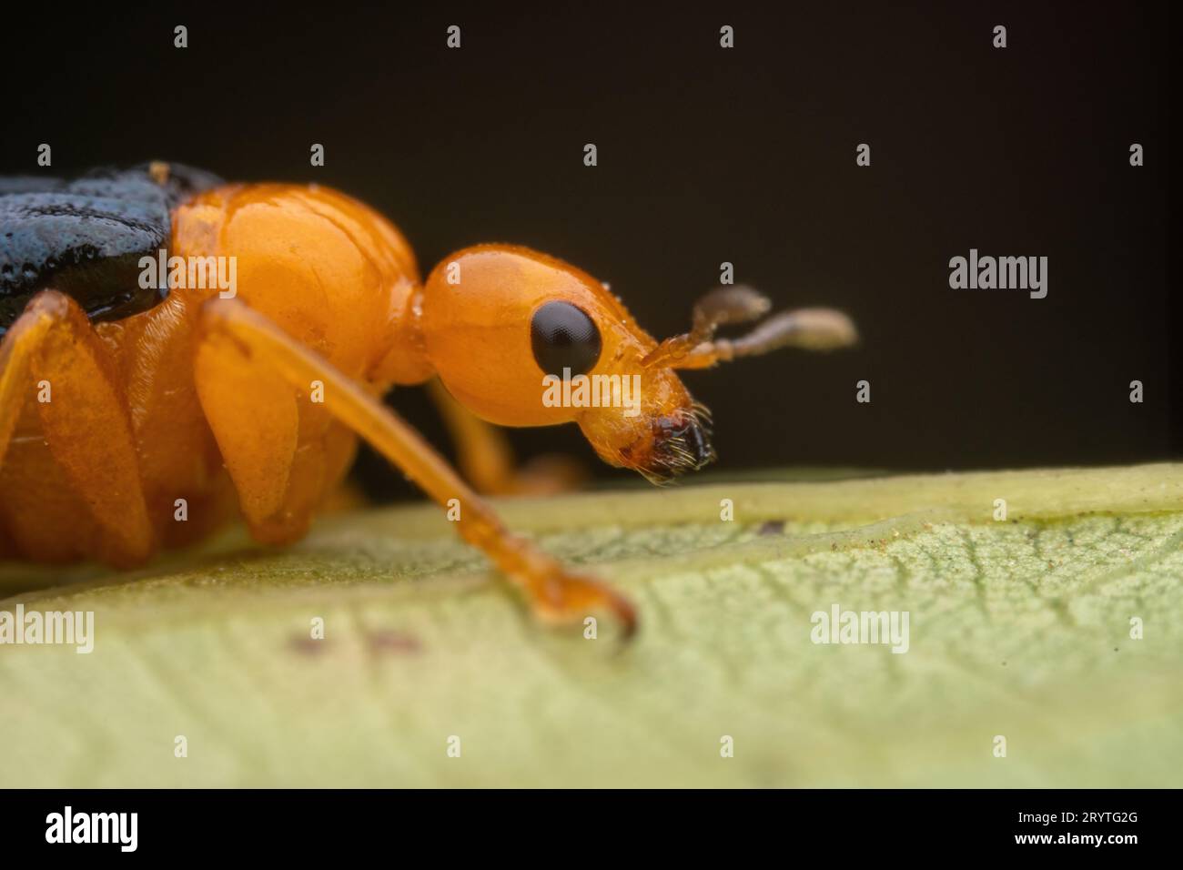 Beautiful weevil hi-res stock photography and images - Alamy