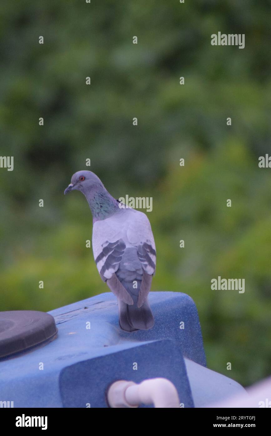 Pigeon bus hi-res stock photography and images - Alamy