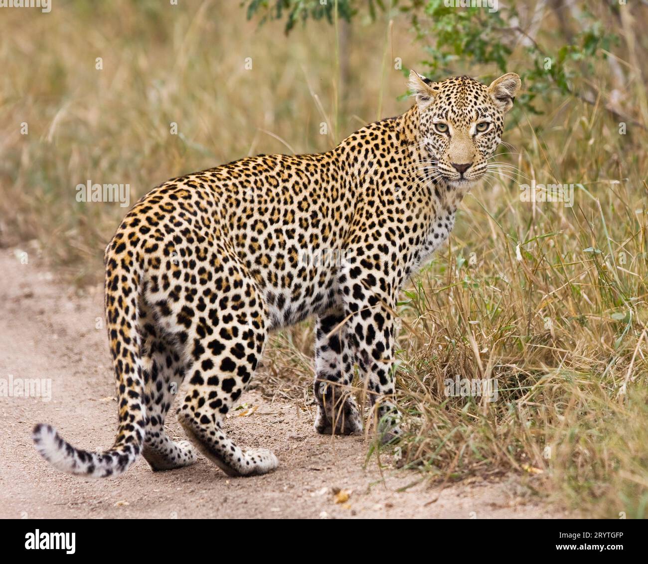 A leopard is making its way across a roadway, heading towards a grassy ...