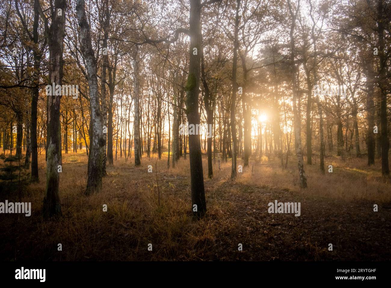 Sun star shining in the Woods autumn forest trees. nature green wood ...