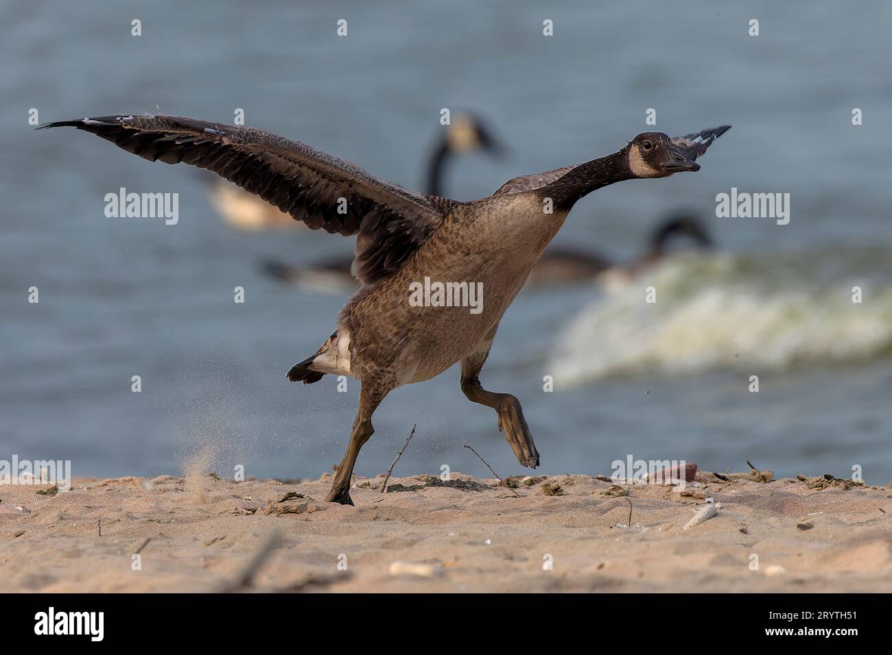 Young canada goose hi-res stock photography and images - Alamy