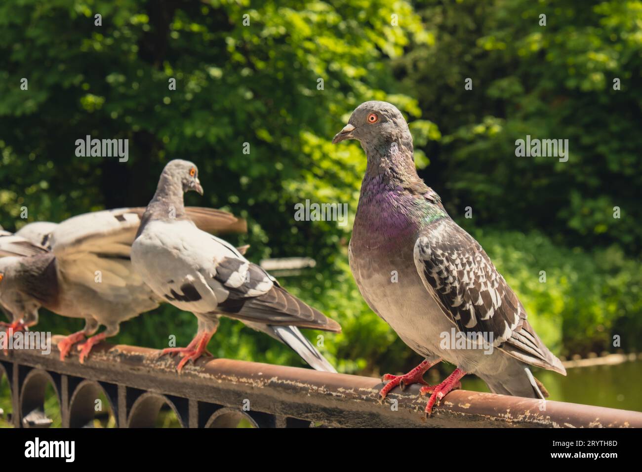 Beautiful birds flying t hi-res stock photography and images - Alamy