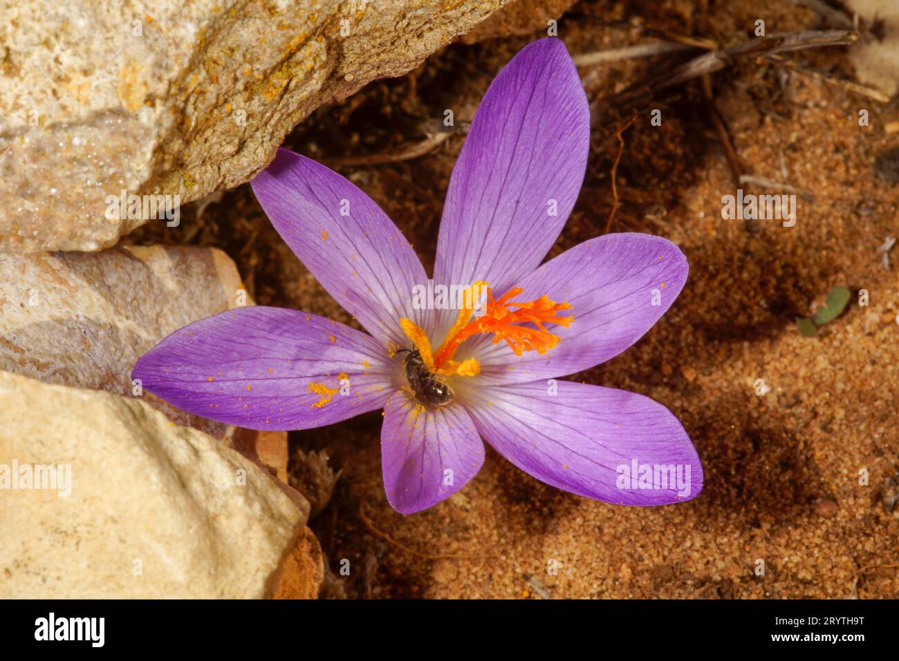 Flower of the late crocus (Crocus serotinus), growing between rocks ...