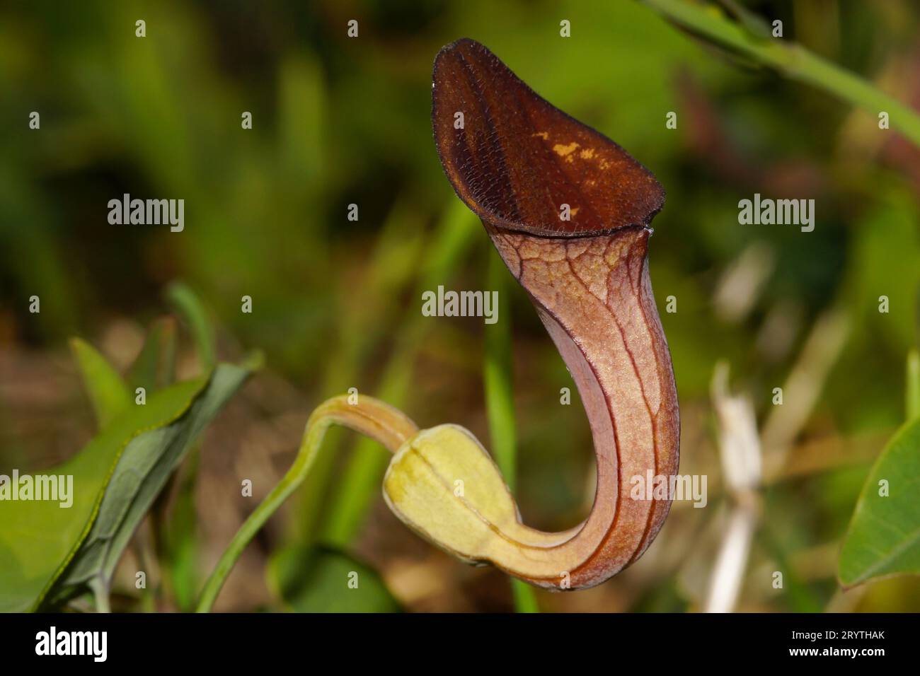 Tube-shaped flower of Andalusian Dutchman's Pipevine (Aristolochia ...