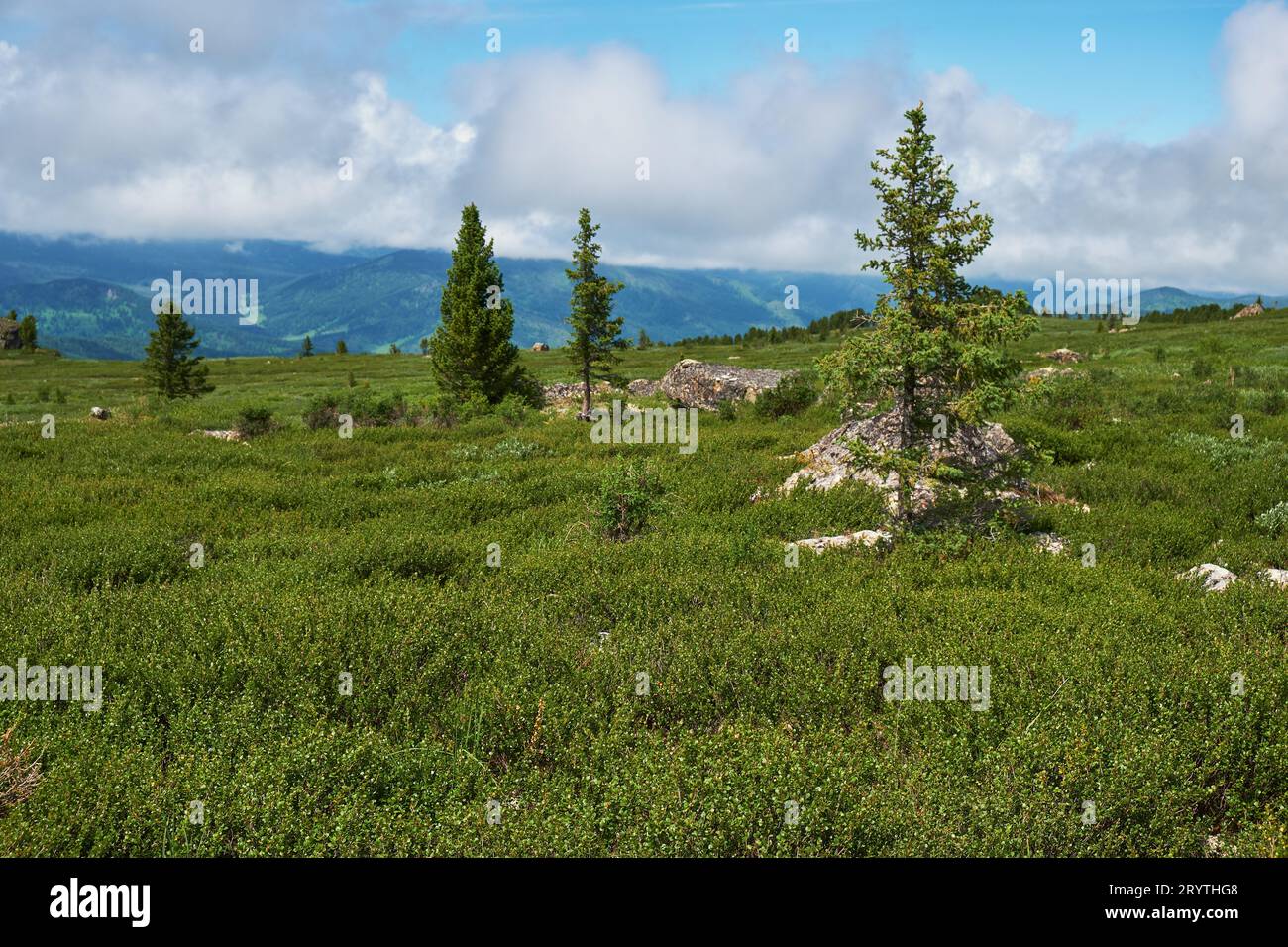 Stones and thickets of dwarf birch Betula exilis on Altai highlands ...