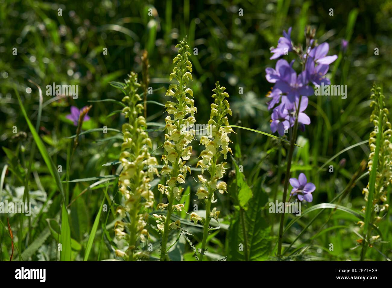 Forbs hi-res stock photography and images - Alamy