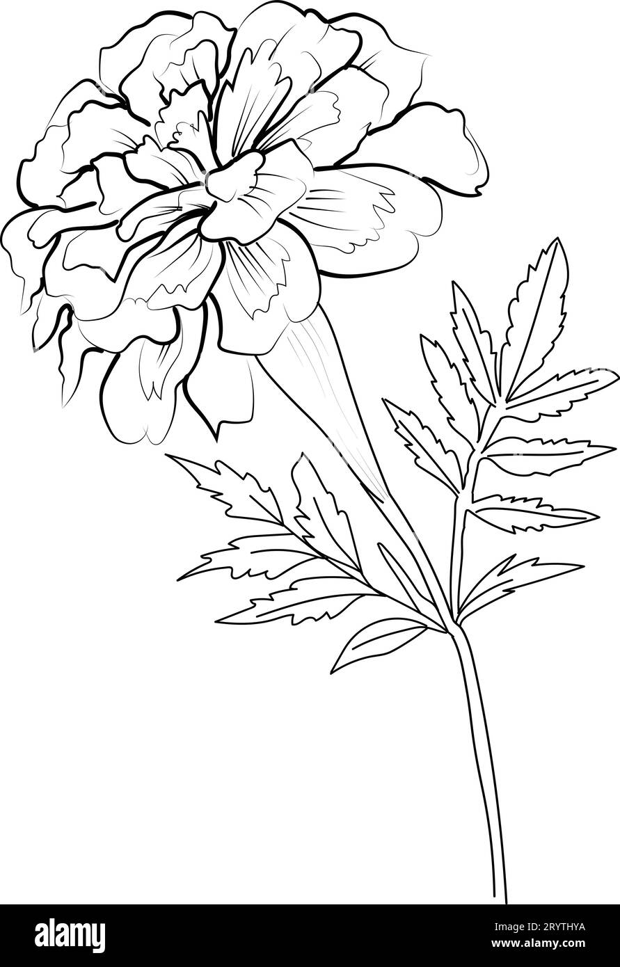 Birth flower october Stock Vector Images - Alamy