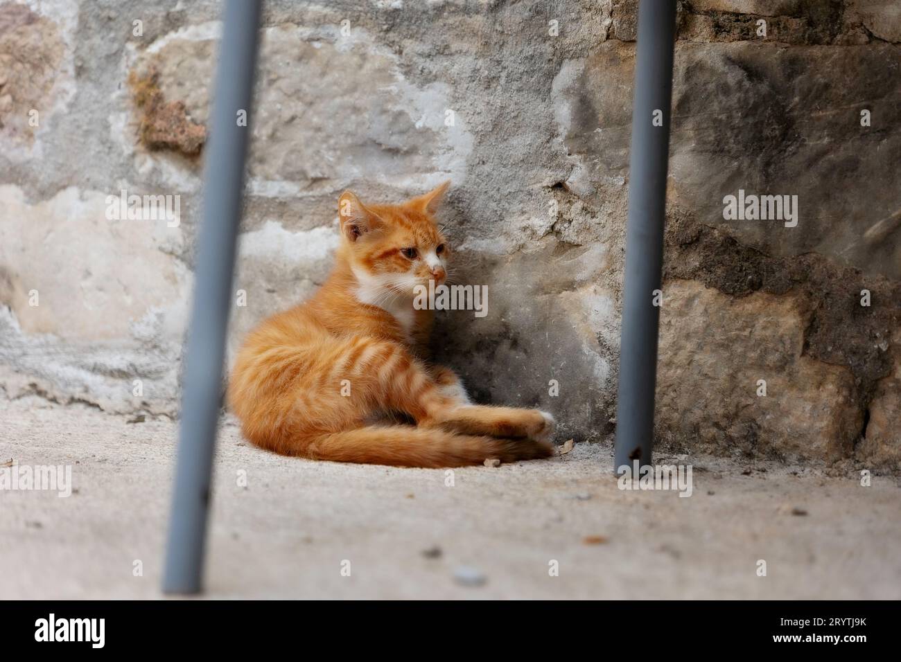 Small ginger red stray cat near the ancient wall of Kotor, Montenegro ...
