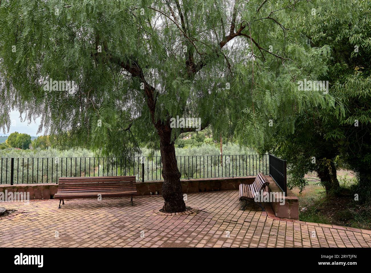 Large willow tree hi-res stock photography and images - Alamy