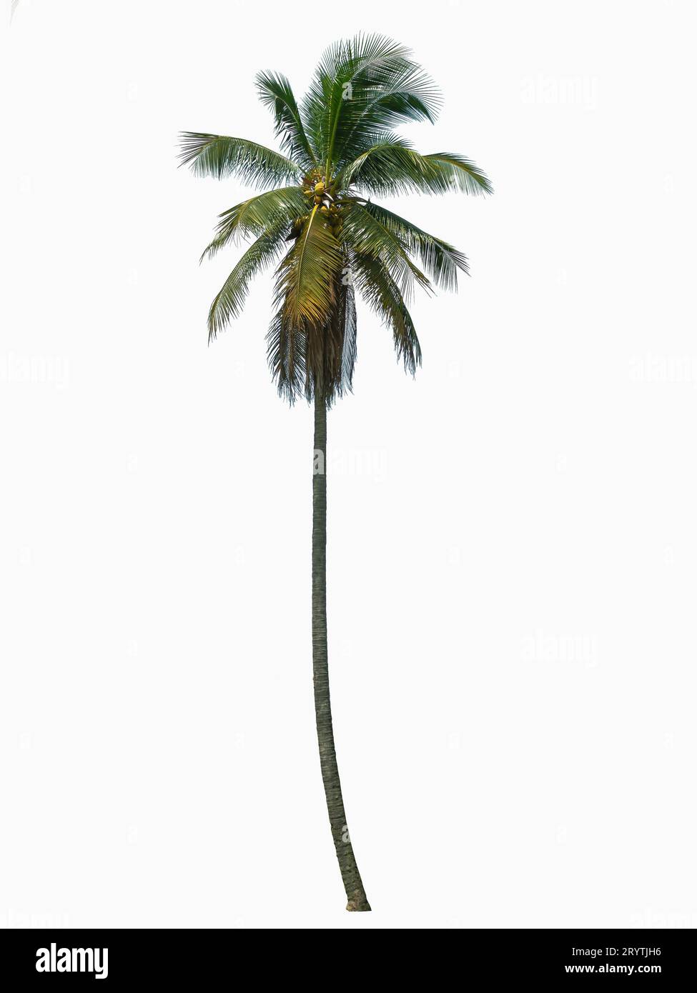 One coconut tree isolated on white background Stock Photo - Alamy