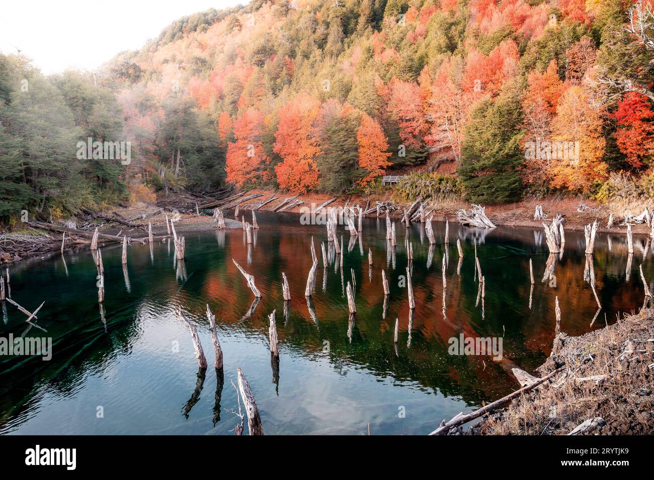 A scenic view of a lake against autumn trees in Conguillio national ...