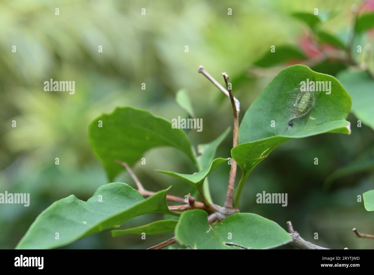 Angle view of a hairy moth cocoon with a green color larva inside is on ...