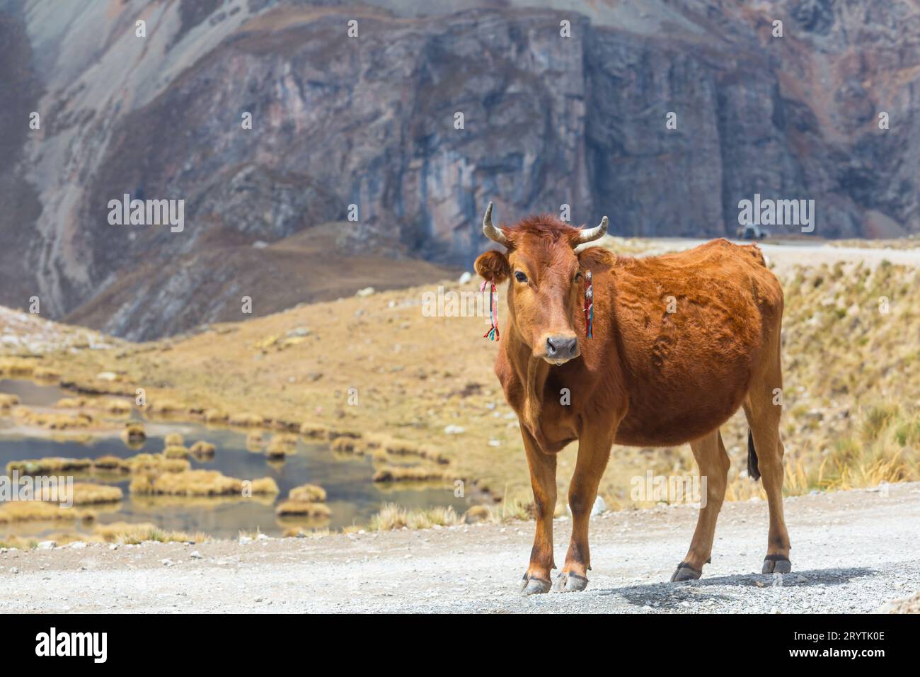 Cow in high mountains in the Peru Stock Photo - Alamy