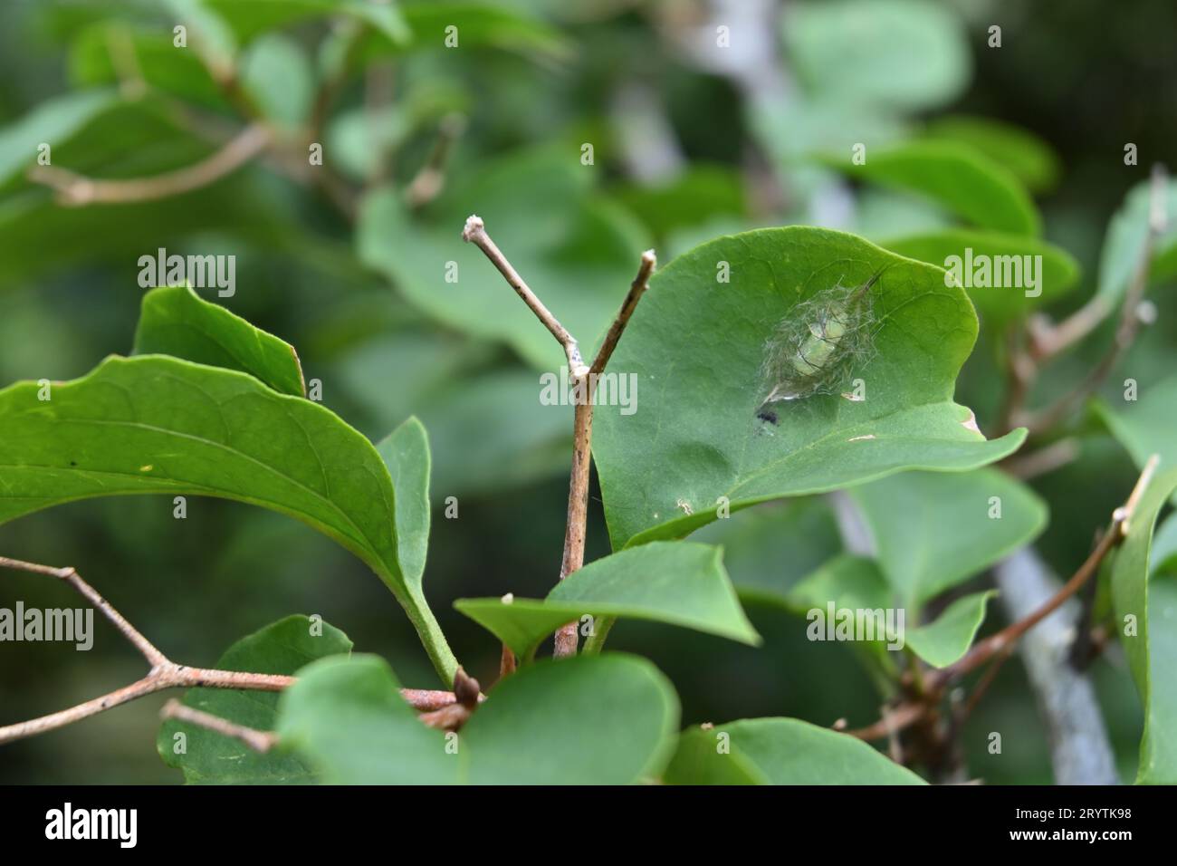 View of a hairy moth cocoon (Cyana genus), form of an open square mesh ...