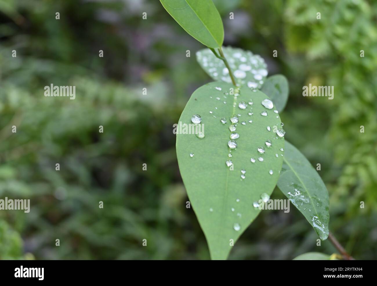 Water drops have collected on the surface of a green leaf after the ...