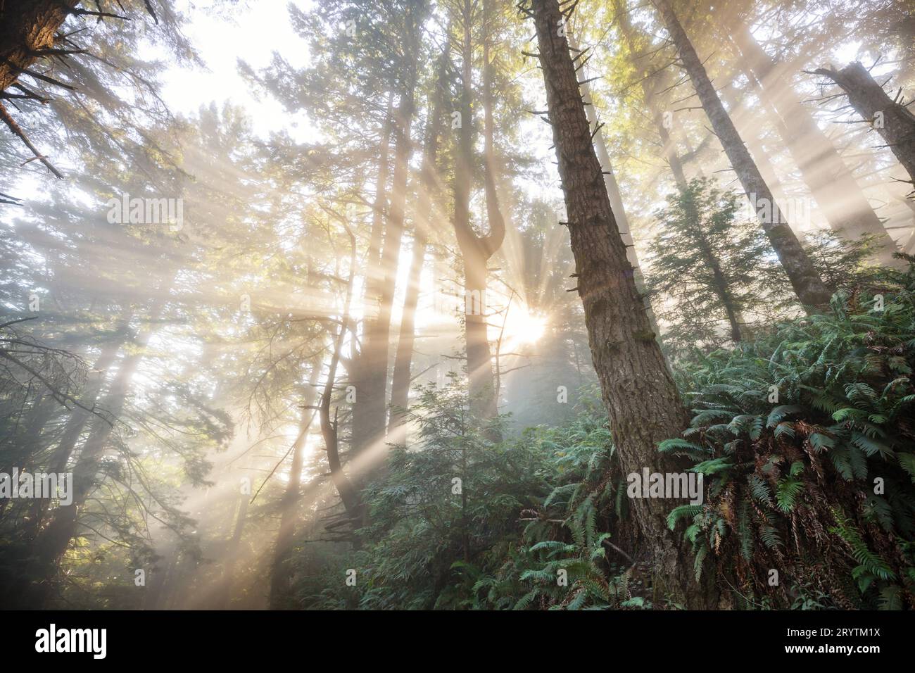 Sunny beams in forest at sunrise Stock Photo - Alamy