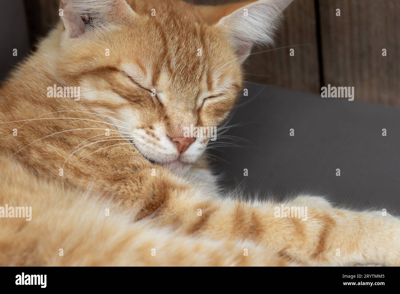Orange tabby cat smiling hi-res stock photography and images - Alamy