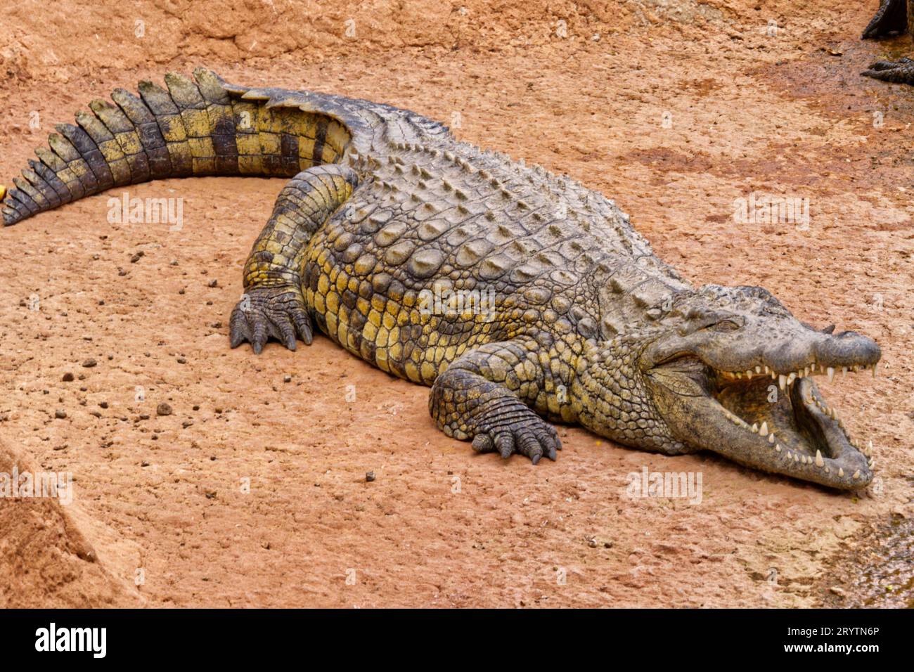 A large Nile crocodile (Crocodylus niloticus) resting in a sandy ...